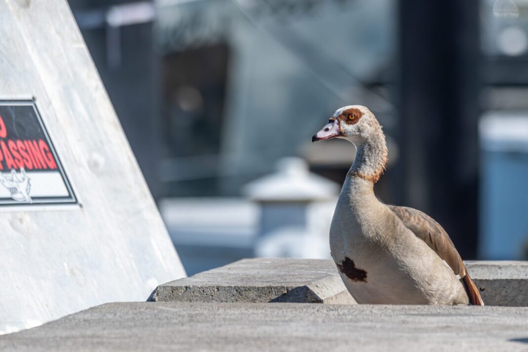 WILD THINGS: WALK LIKE AN EGYPTIAN (GOOSE)