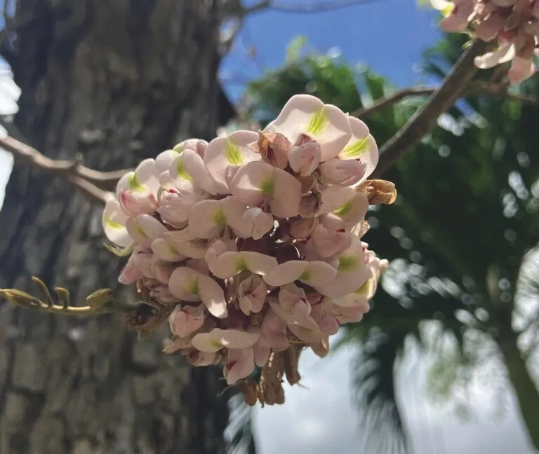 It’s showtime for these native trees in the Florida Keys