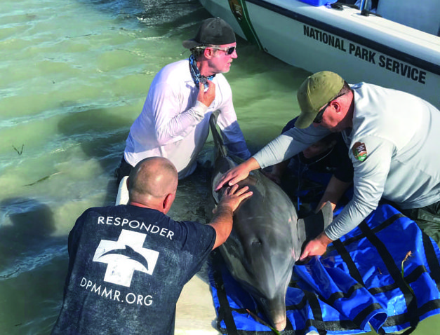 DOLPHIN RESCUE – A day’s recreation turns into a great save