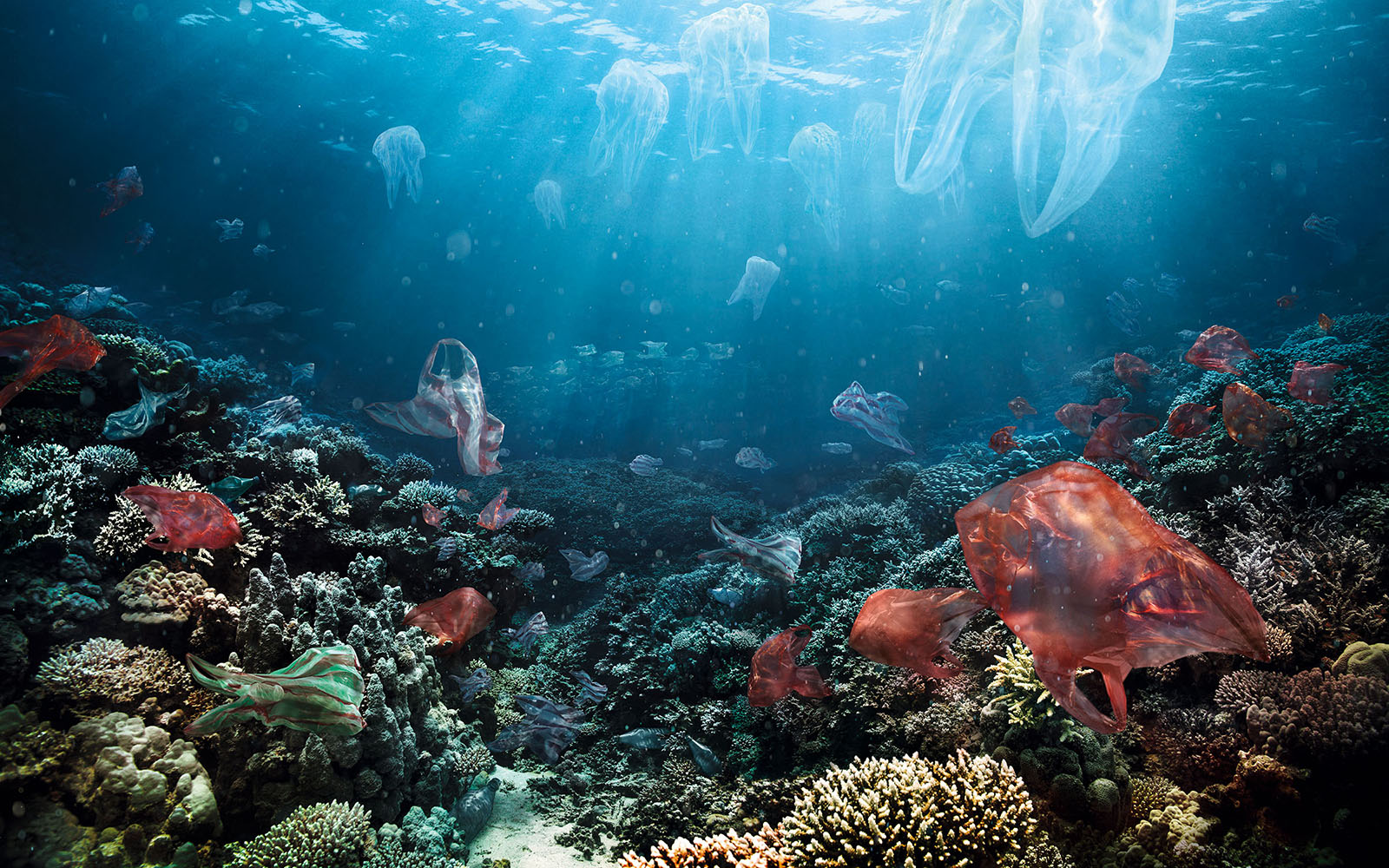 Keys photographer captures environmental crisis