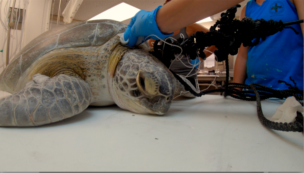 Speared sea turtle makes full recovery – Splinter will return to her ...