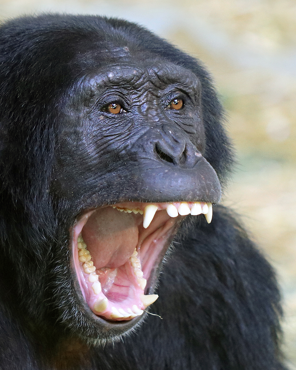 Chimp | Florida Keys Weekly Newspapers