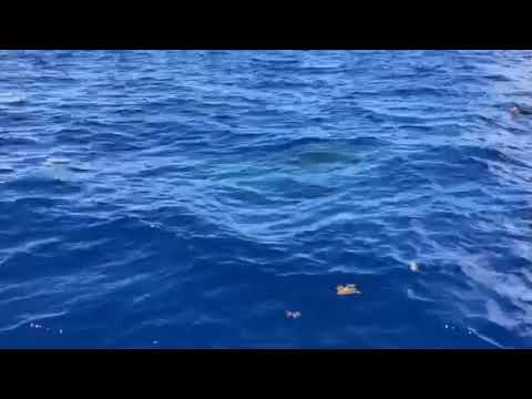 Whale Sharks in Looe Key!