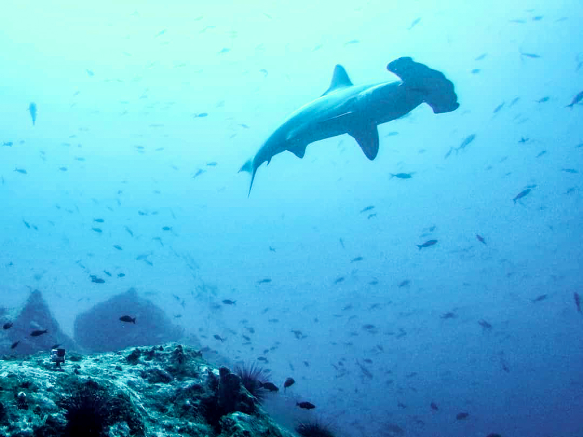 Hammerhead, whale shark sightings increase