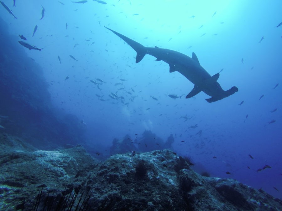 Hammerhead, whale shark sightings increase