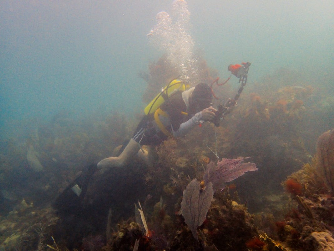At 93, legendary diver and photographer Jerry Greenberg goes under one ...