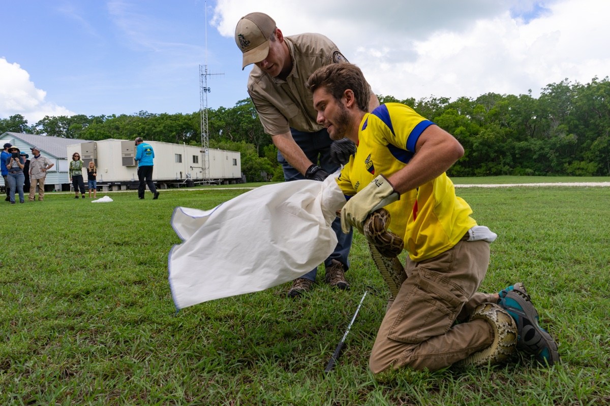 Snakes be gone – 5,000 pythons removed from Everglades