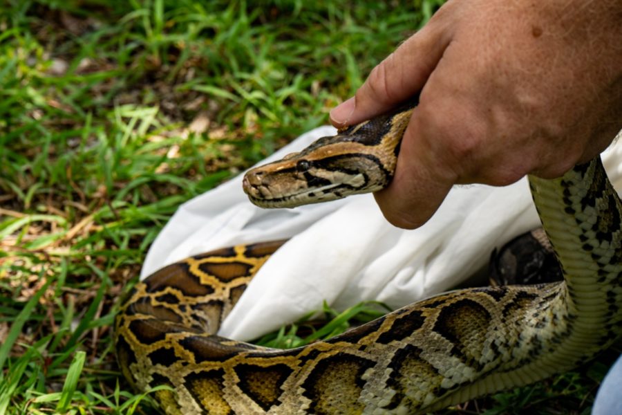 Snakes be gone – 5,000 pythons removed from Everglades