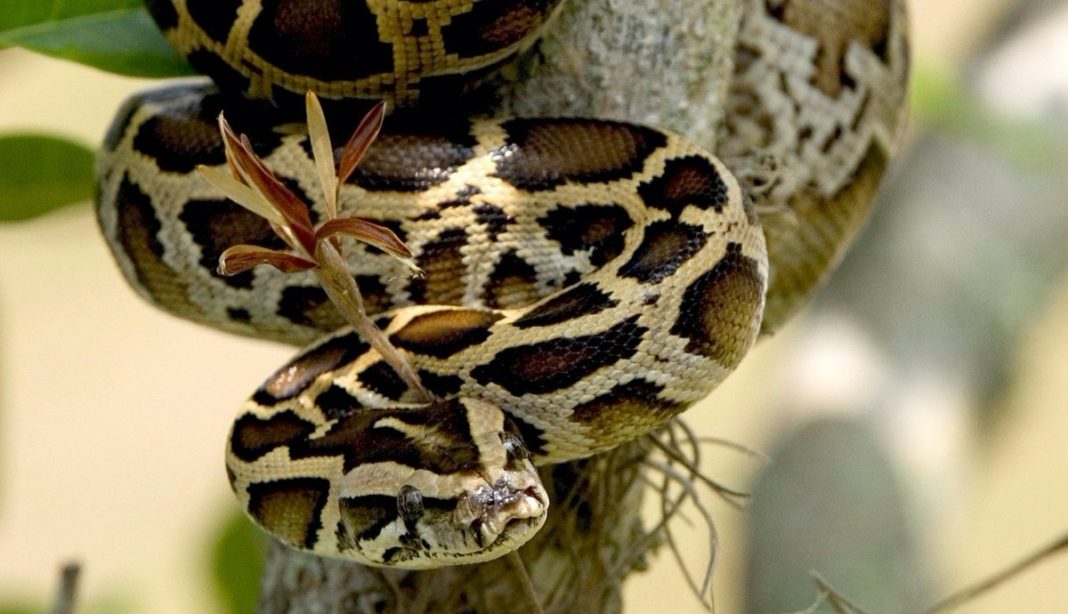 What’s in a Burmese Python? Everglades scientist gets to the guts of ...
