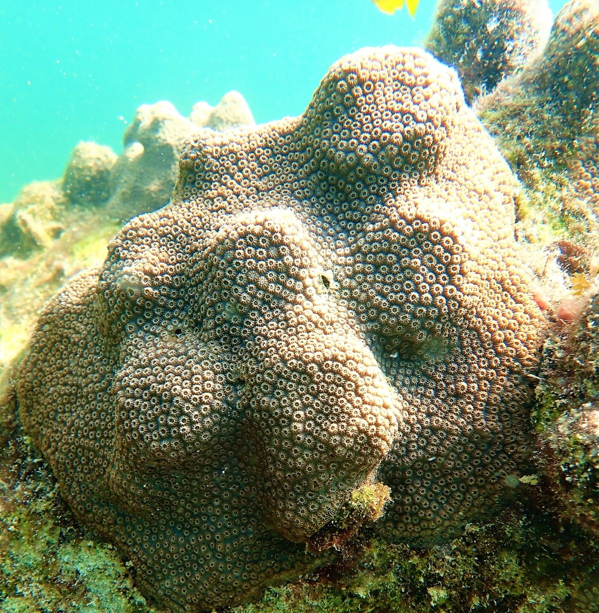 Mote scientists celebrate huge breakthrough in coral restoration