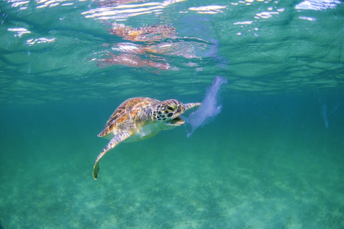 Propeller strikes can cause serious harm