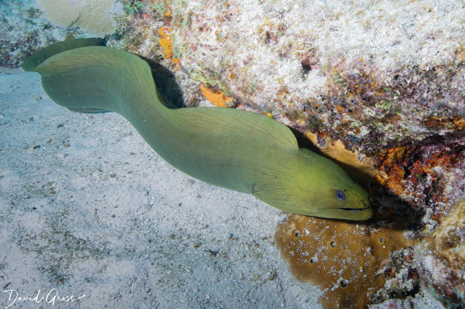 A chat with avid diver, photographer David Gross