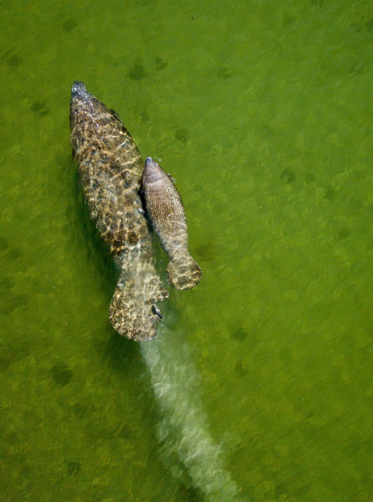 Propeller strikes can cause serious harm