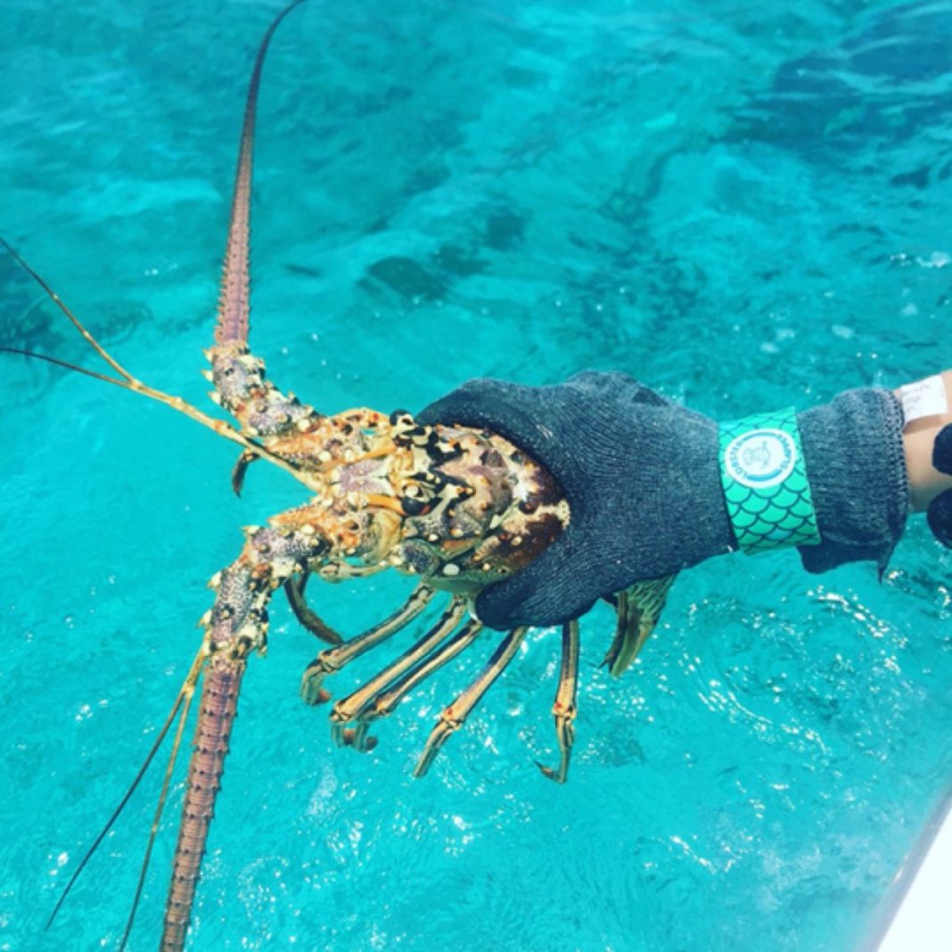 Keys fisherman invents Lobster Slapper measuring device