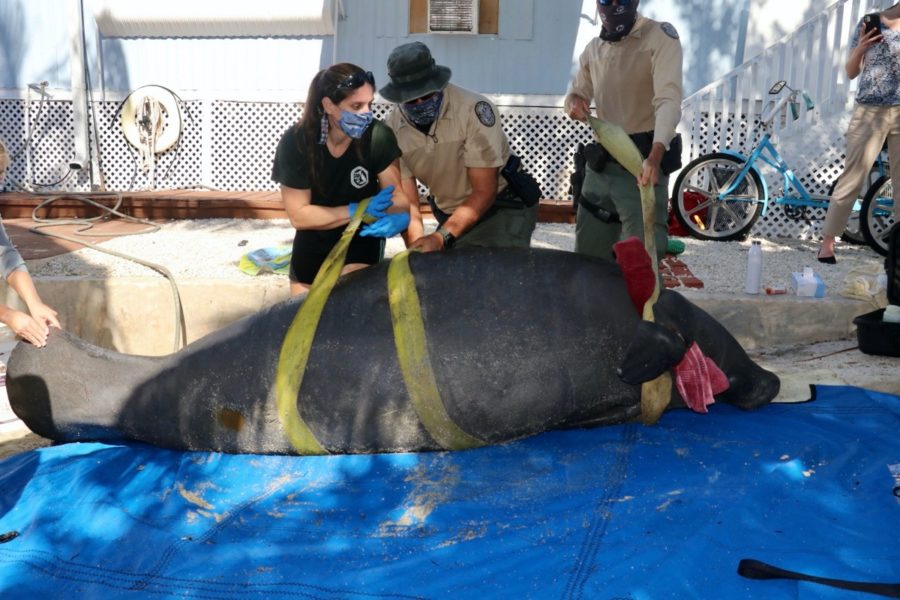 FWC Rescues Injured Manatee Caught in Monofilament