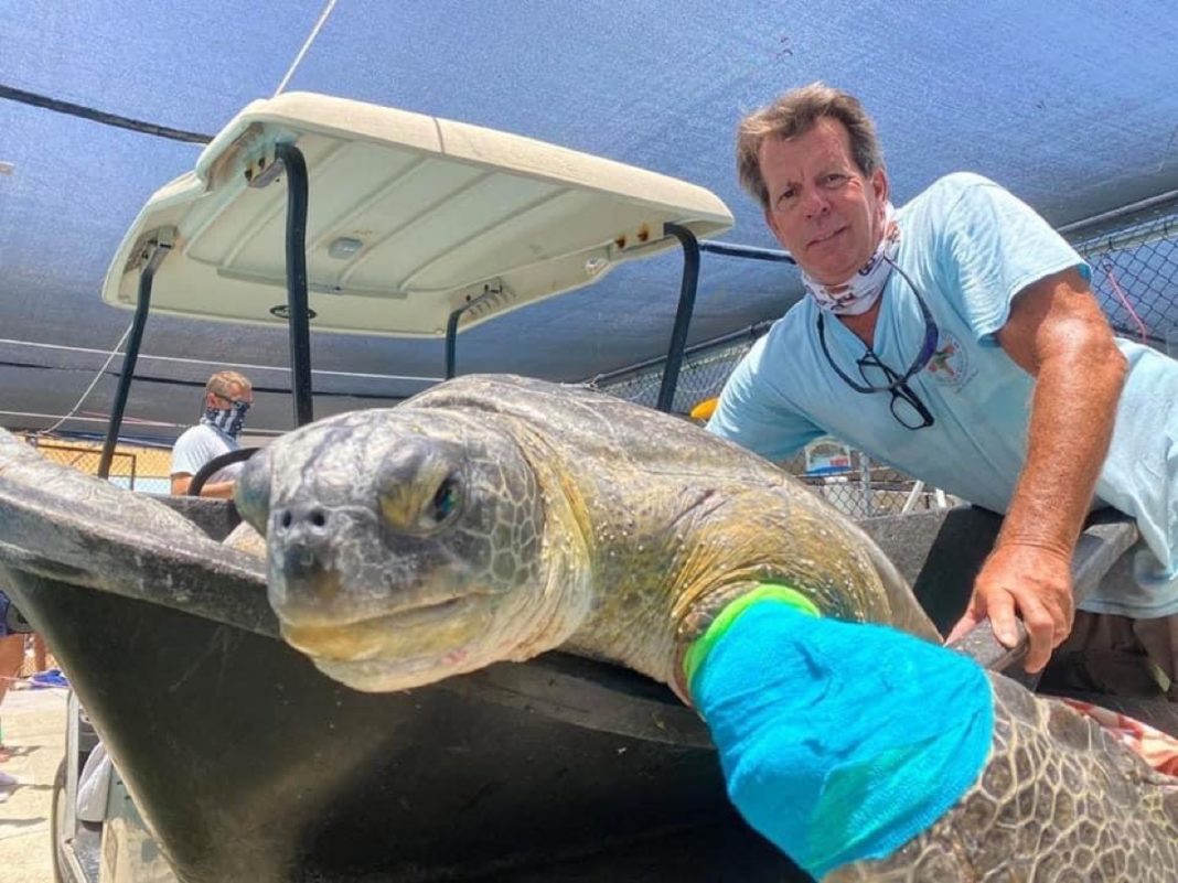 SHELLY, THE SIZEABLE SEA TURTLE, SWIMS BY THE SEASHORE