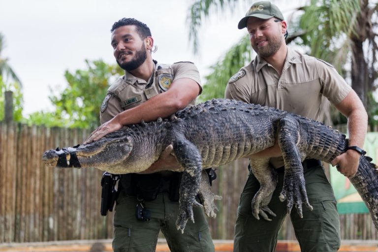 GATOR EXPERTS TRAIN FWC OFFICERS ON SAFE HANDLING AND RELEASE