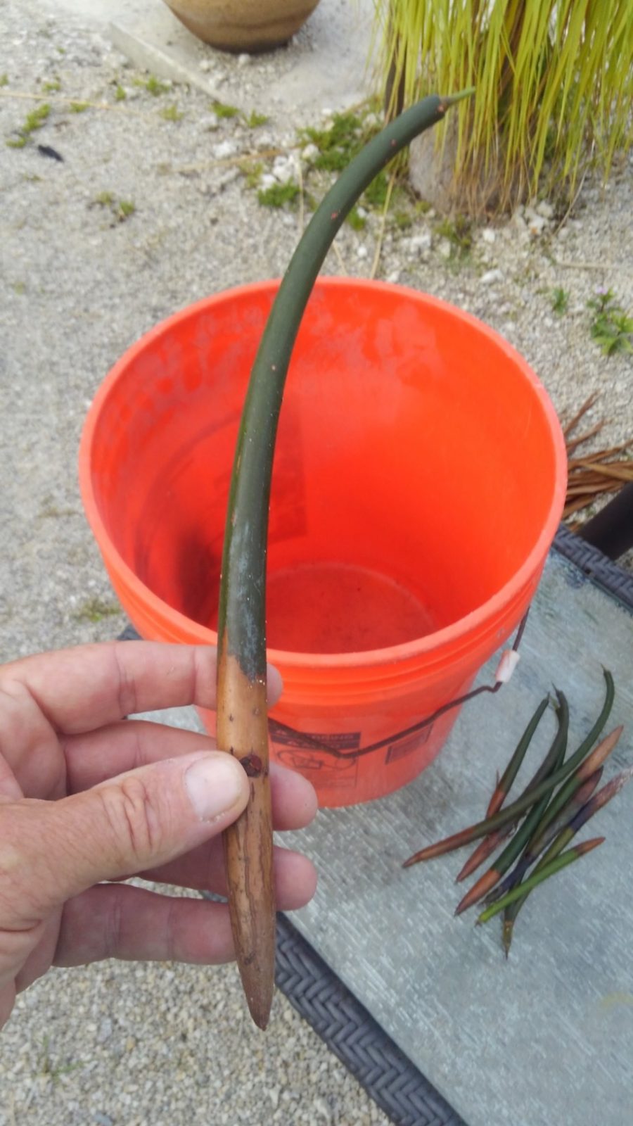 JOIN THE “BATTLE OF THE PROPAGULES” TO HELP CRITICAL MANGROVE RESTORATION