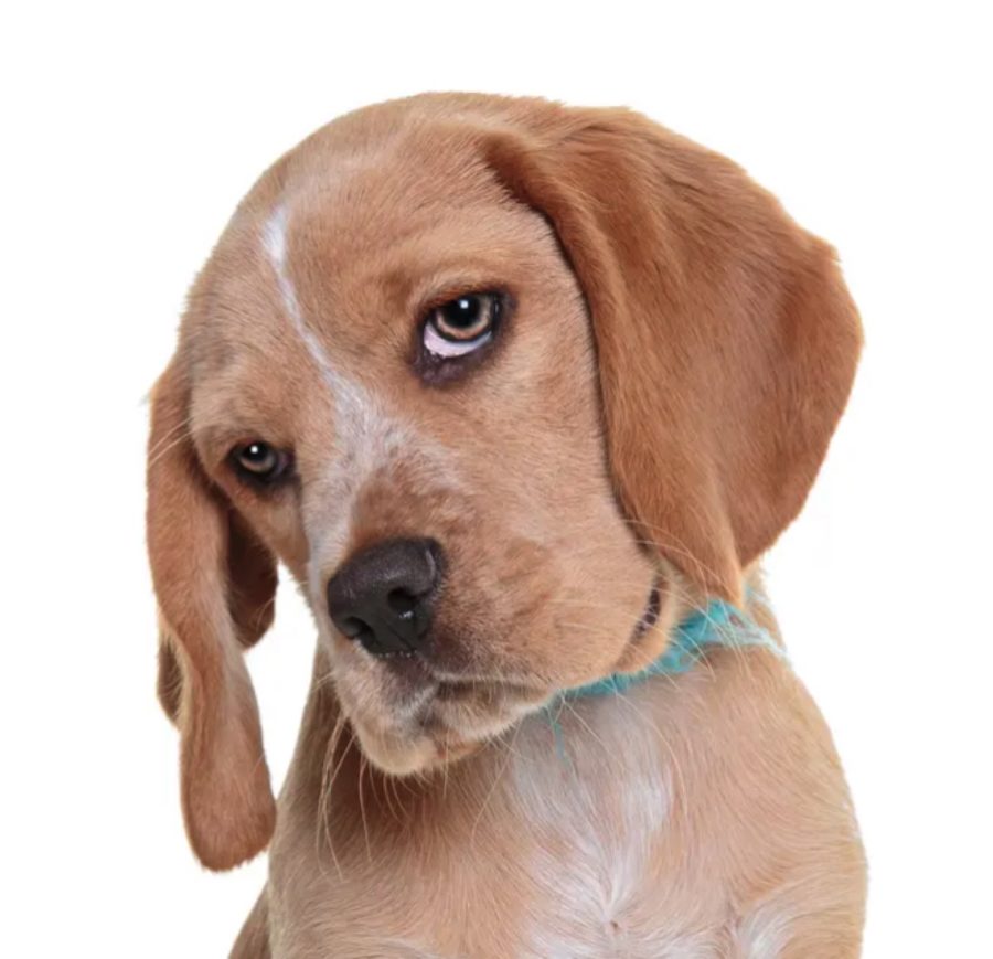 SILENT AUCTIONS GO VIRTUAL TO SUPPORT DOGGOS AND DOLPHINS