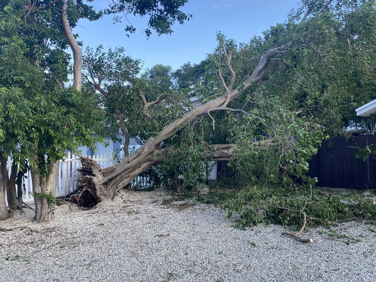 A TALE OF TREES WITH ETA: ONE MAN (AND HIS DOG) LUCKY TO BE ALIVE ...