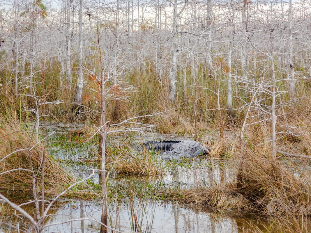 Proper Everglades restoration will alleviate many environmental ...