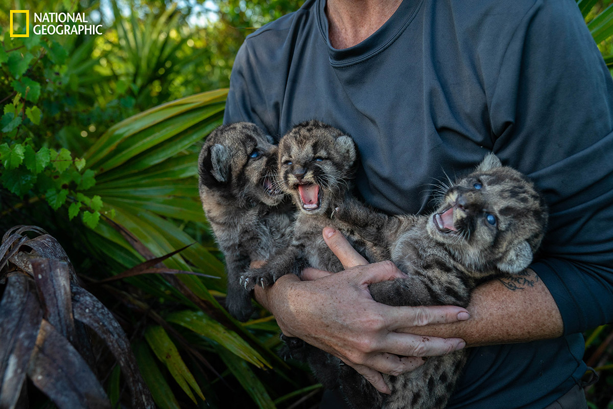 Rare And Endangered: The Florida Panther And Us