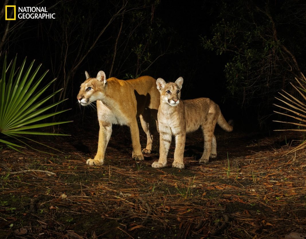 Rare And Endangered: The Florida Panther And Us