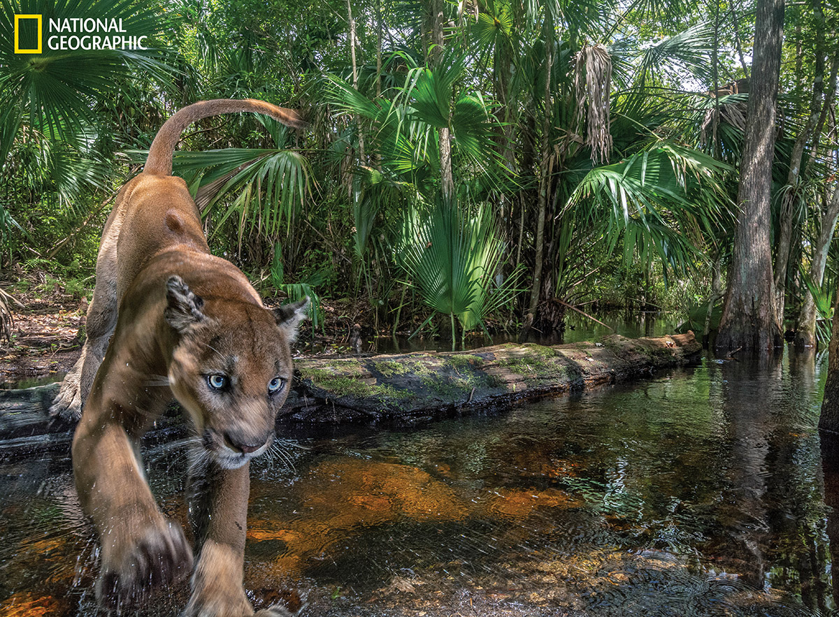 Rare And Endangered: The Florida Panther And Us