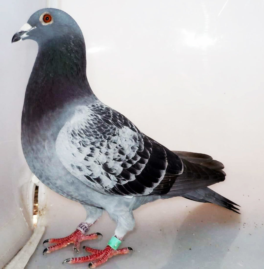 CUBAN RACING PIGEONS BLOWN OFF COURSE; KEY WEST'S JIM HALE TO THE RESCUE