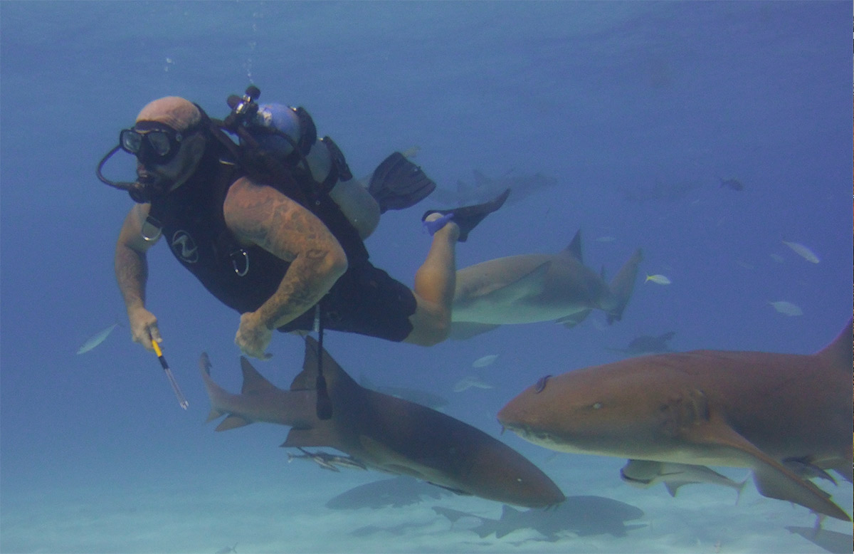 DIVE REPORT: NICE CONDITIONS AND NURSE SHARKS