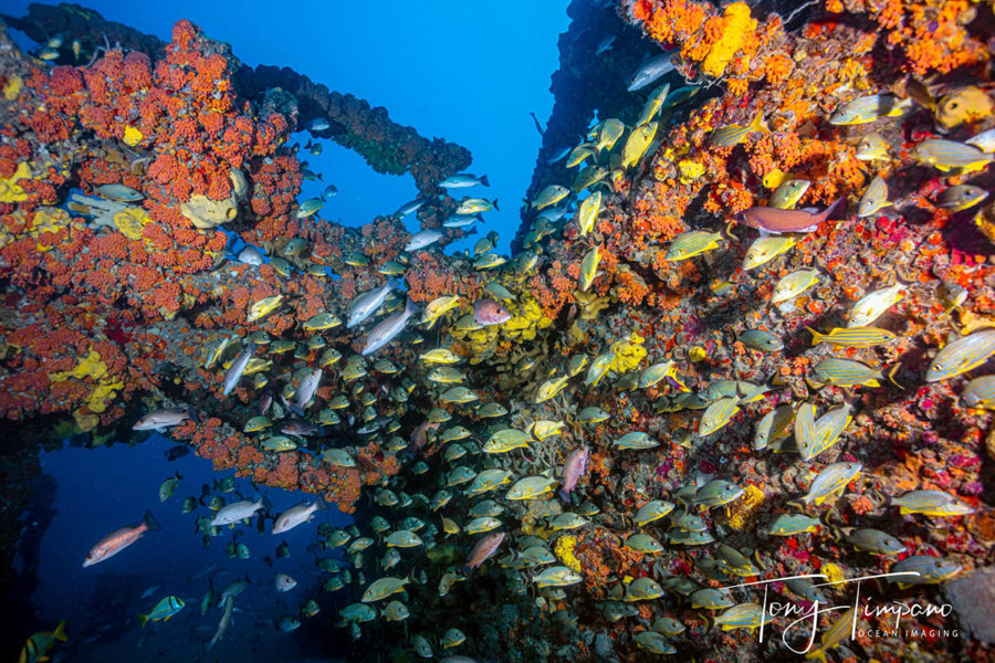 DIVE REPORT: STUNNING CONDITIONS ALL WEEK