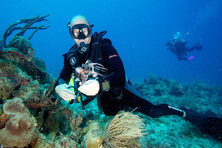 DIVE REPORT: HUNTING FOR LIONFISH
