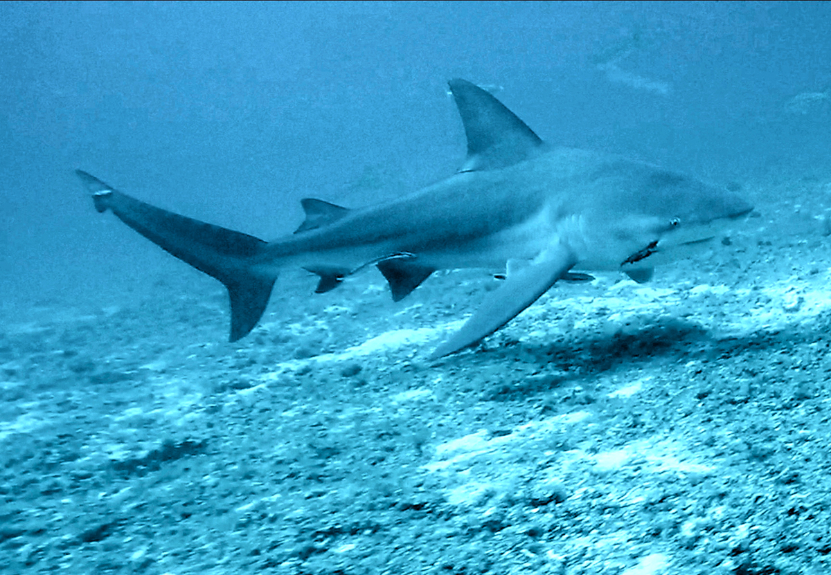 DIVE REPORT: DIPPING ON THE DUANE