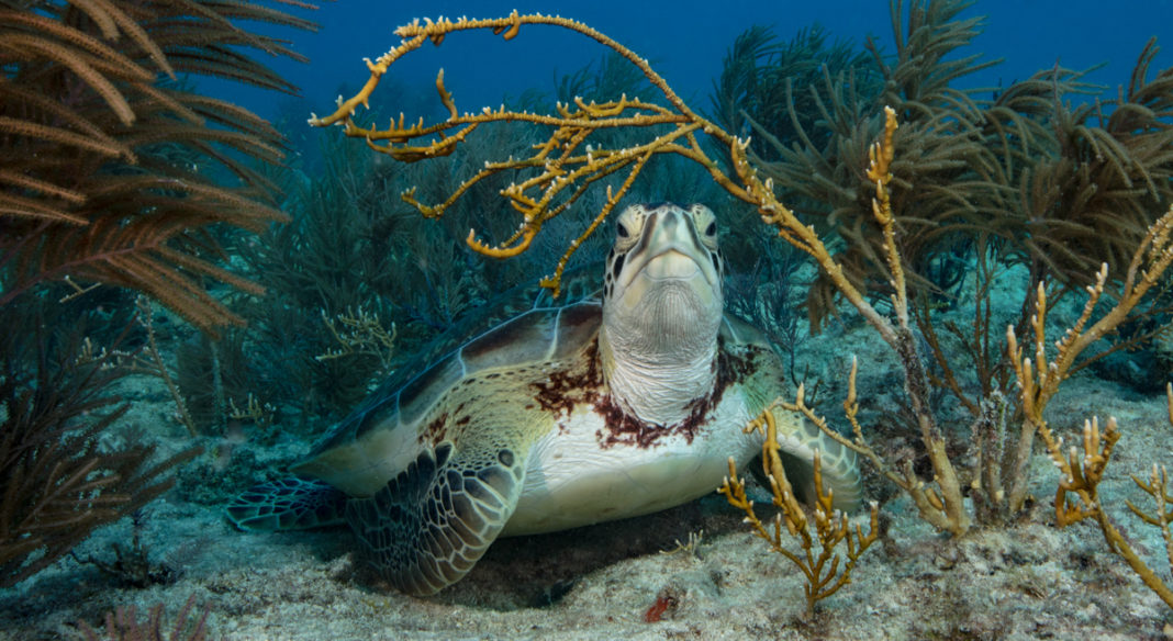 THEN & NOW: EXPLORING THE FLORIDA KEYS UNDERWATER WITH FAMED ...