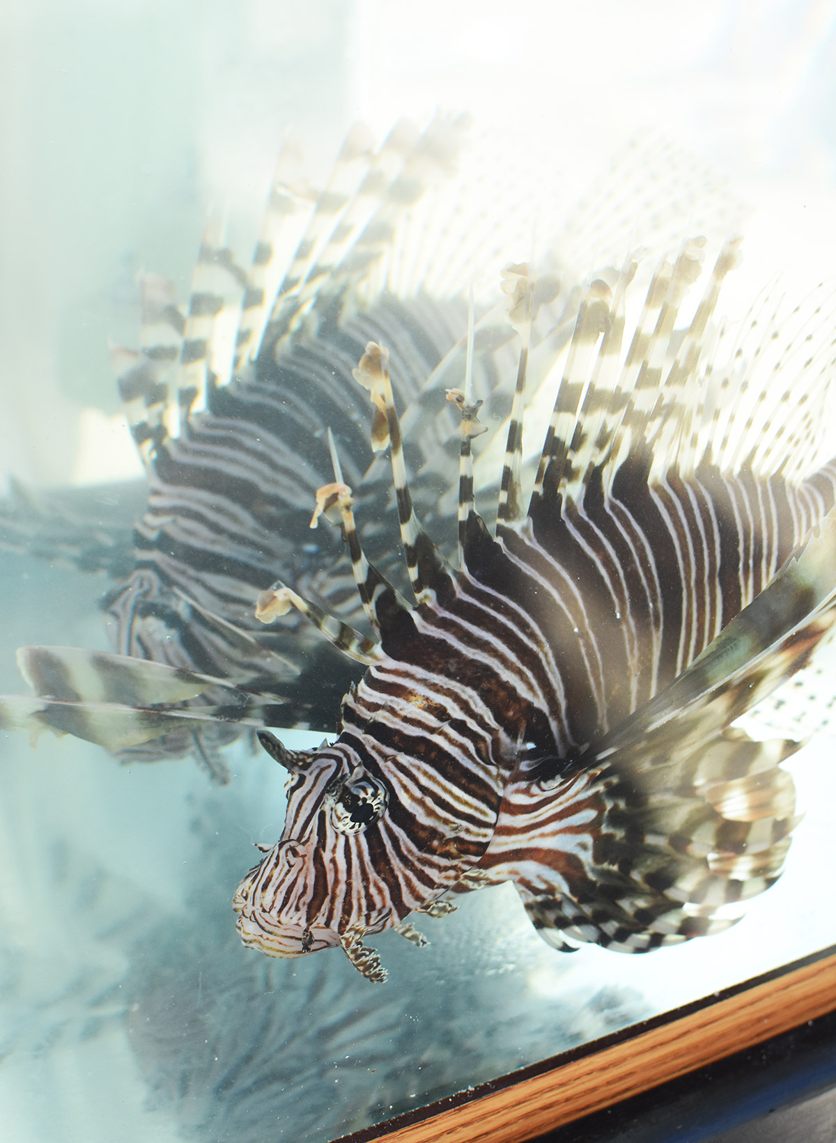 THE GREAT LIONFISH WEDDING OF 2021: FUNKY, FRESH & SO FLORIDA KEYS
