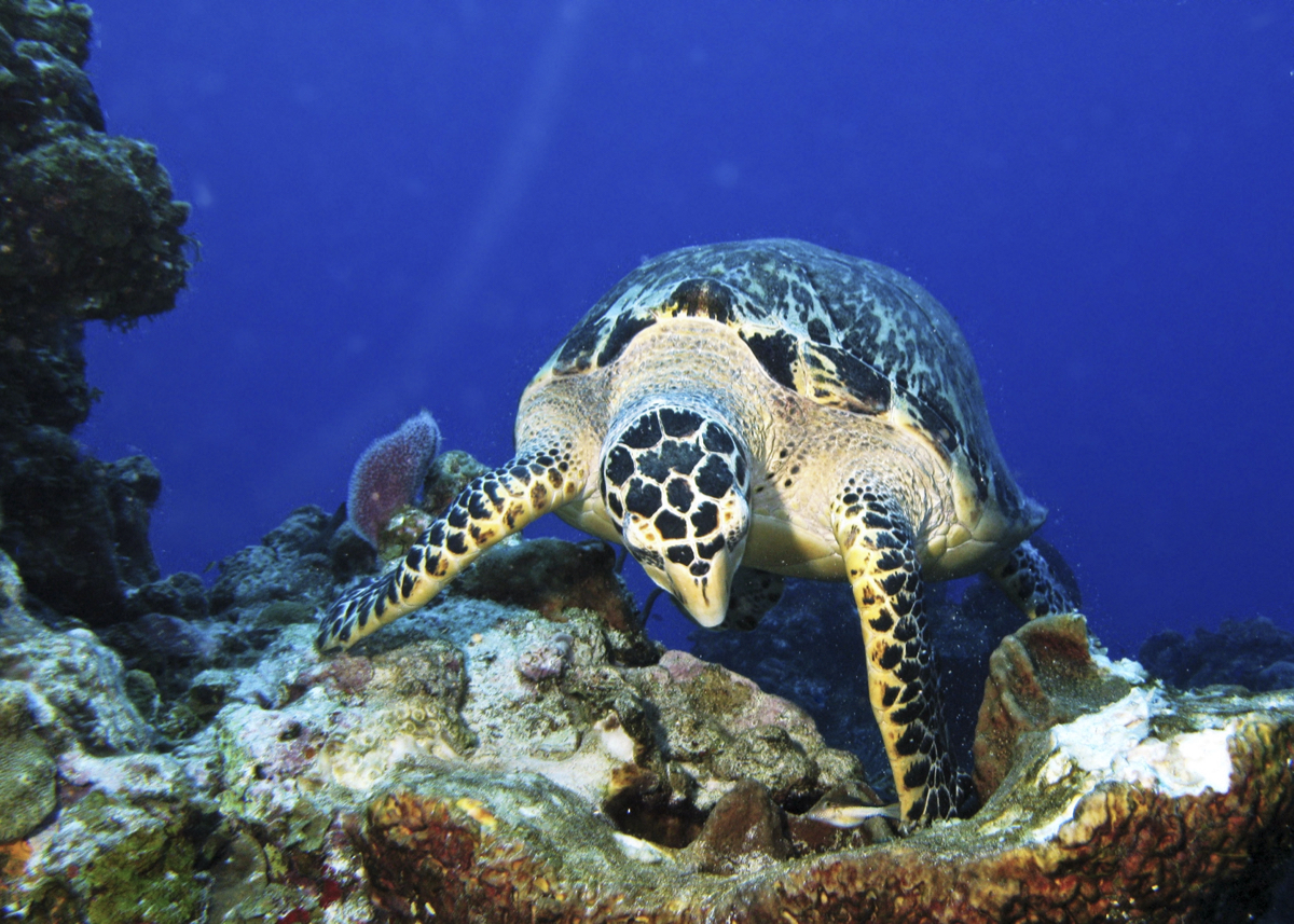 DIVE REPORT: REASONS TO BE THANKFUL