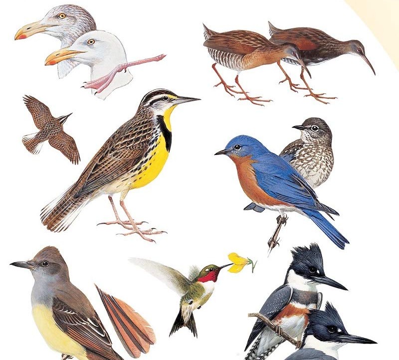 WILD THINGS: A FIELD GUIDE TO FIELD GUIDES