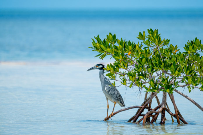 DESERT ISLAND: BALLAST KEY IS A SANCTUARY WORTH SAVING