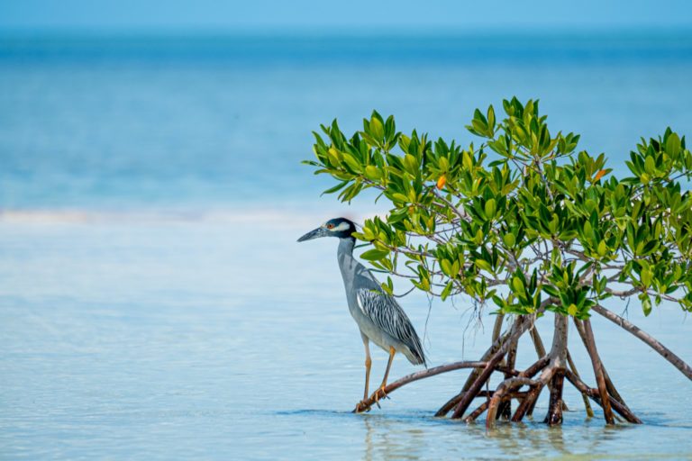 DESERT ISLAND: BALLAST KEY IS A SANCTUARY WORTH SAVING