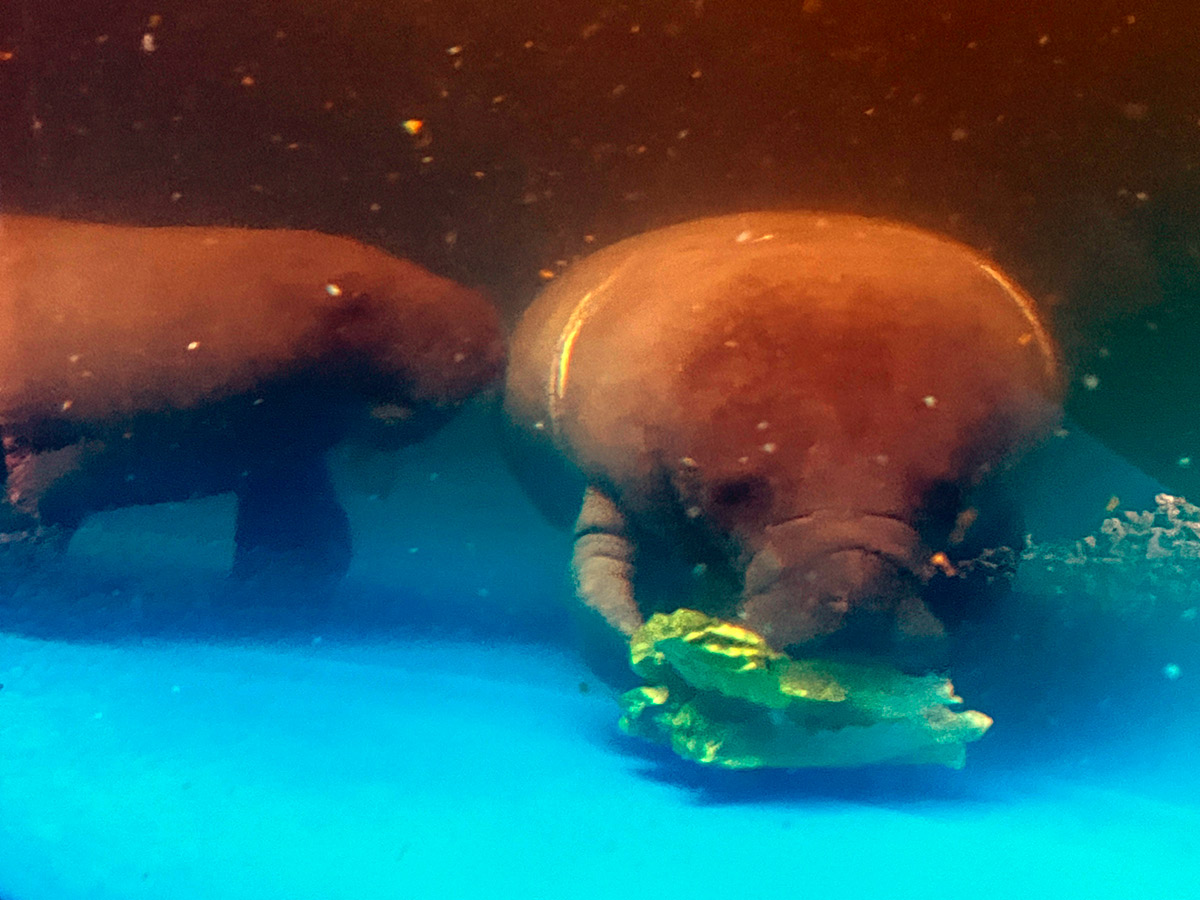 JUVENILE MANATEES REHAB AT AQUARIUM ENCOUNTERS