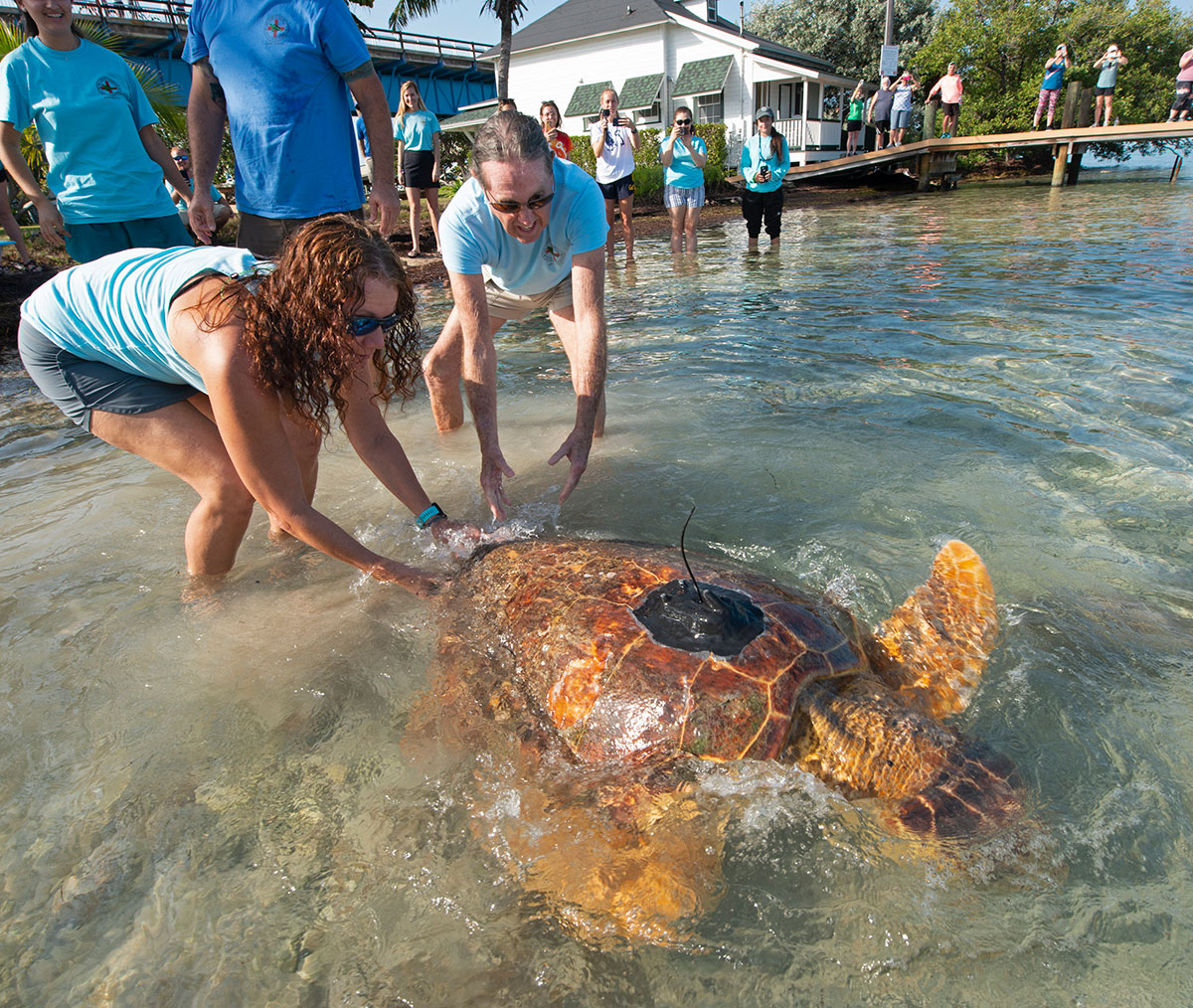 RESCUED LOGGERHEAD TURTLE RELEASED WITH SATELLITE TRACKER