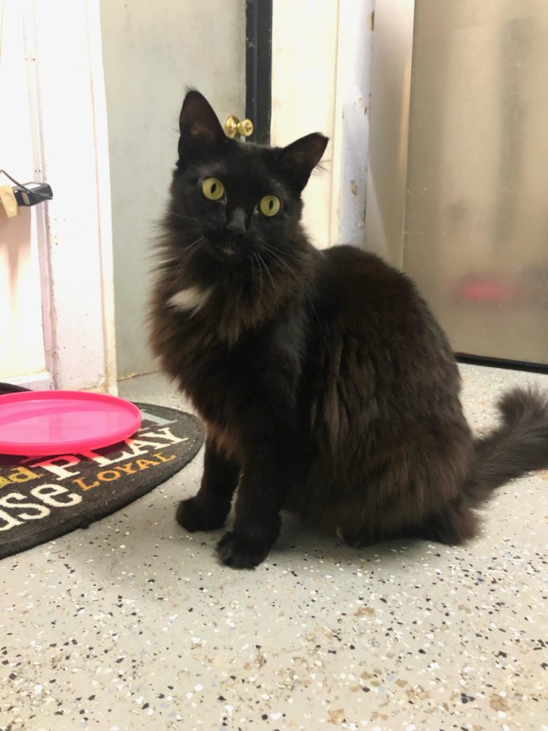 TAKE ME HOME: ALEX, A SWEET CAT WHOSE FAMILY GAVE HER UP