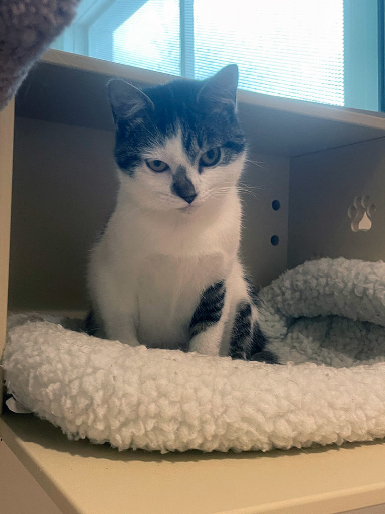 TAKE ME HOME: FIND A FRIEND AT THE FLORIDA KEYS SPCA - Florida Keys ...