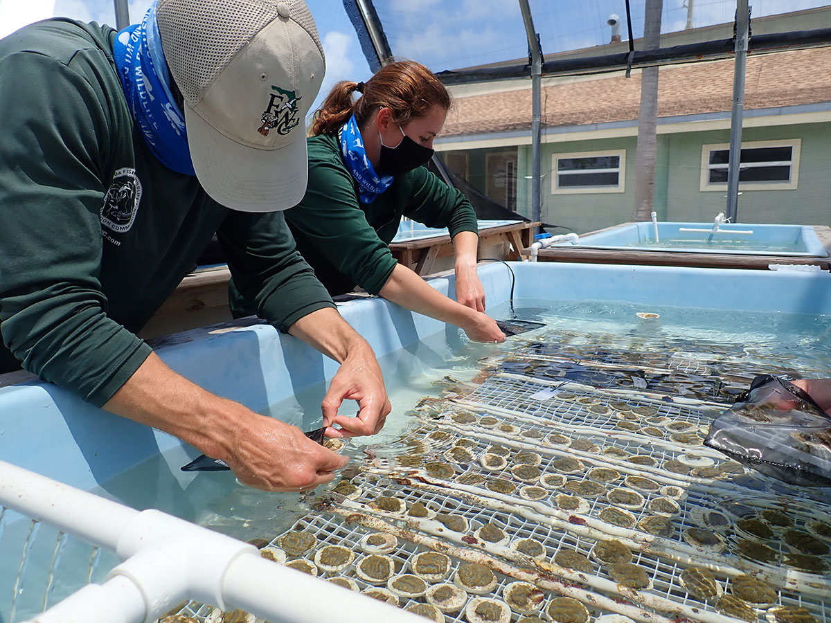 MARCH 5TH KEYS MARINE LAB OPEN HOUSE TO FEATURE NEW SEAWATER SYSTEMS