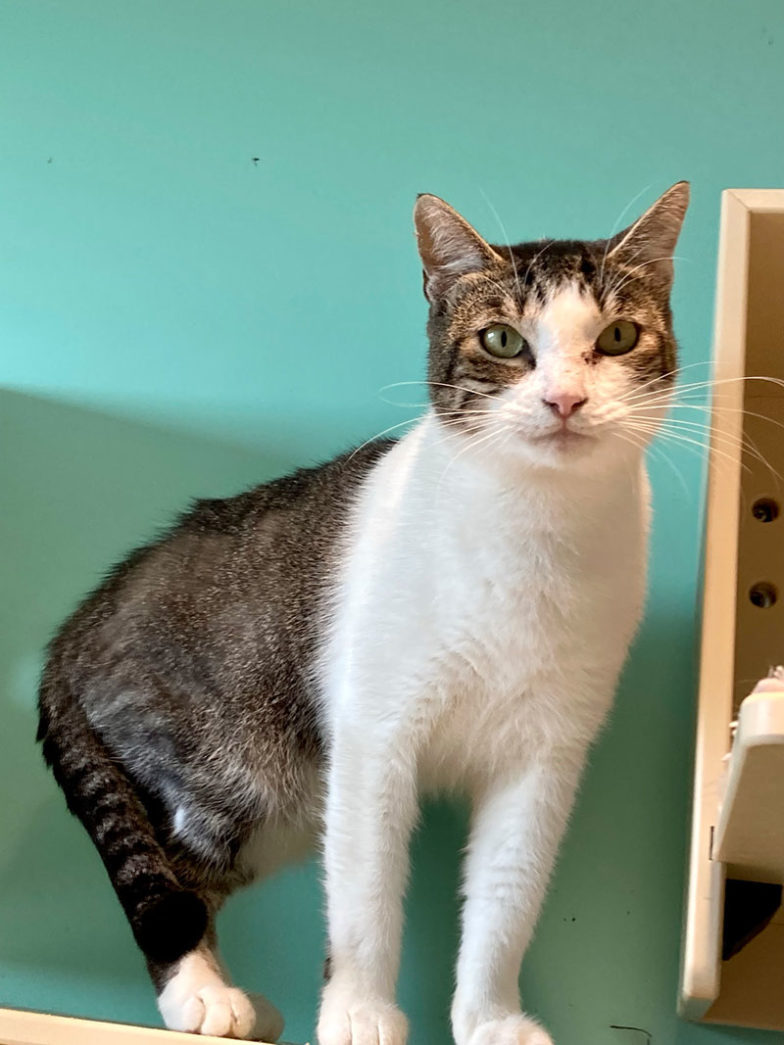 TAKE ME HOME: ADORABLE FACES ARE WAITING FOR FAMILIES AT THE FLORIDA ...