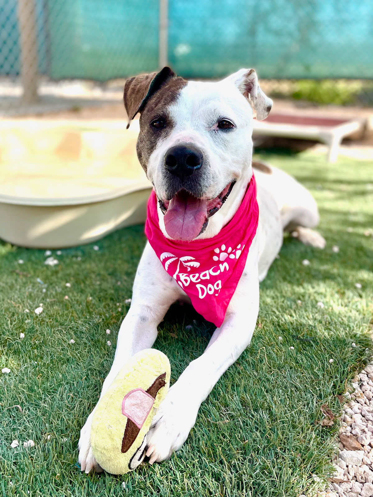 TAKE ME HOME: ADORABLE FACES ARE WAITING FOR FAMILIES AT THE FLORIDA ...