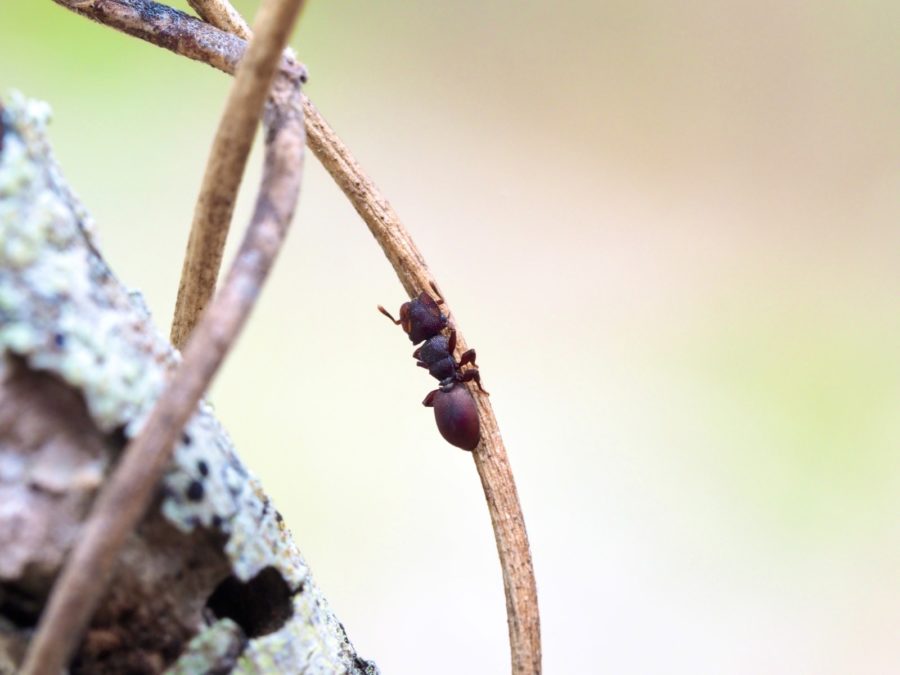 ARBOREAL ANT IN THE KEYS KICKS OFF ANNUAL NATURE LECTURE SERIES