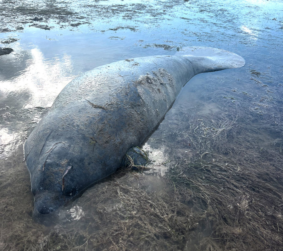 MANATEE RESCUE TEAMS SAVE INJURED SEA COW IN MARATHON