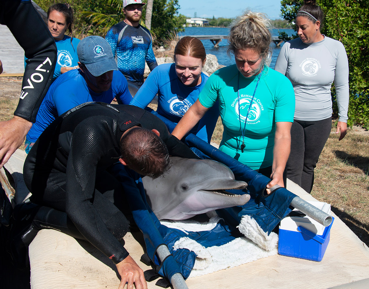 REHABBED DOLPHIN RANGER MOVES TO ‘FOREVER HOME’ AFTER QUARANTINE