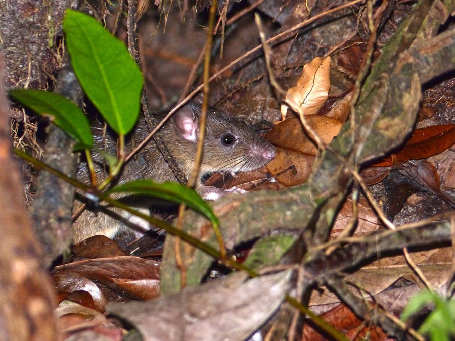 WILD THINGS: TREE RATS, THE BIG LIE